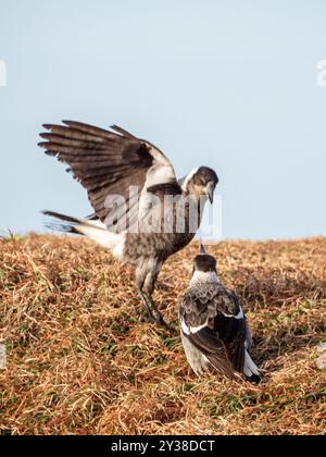 Young Australian Magpies play fighting with each other, bird behaviour ...