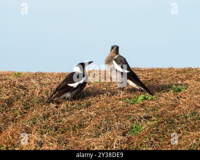 Two young Australian Magpies, one trying to engage with the other as it ...