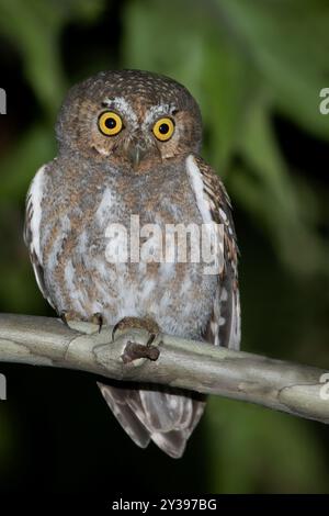 Elf owl (Micrathene whitneyi, Glaucidium whitneyi), sitting on a branch ...