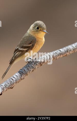 Buff-breasted Flycatcher, Empidonax fulvifrons, in the Huachuca ...