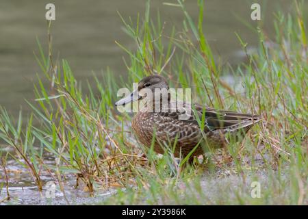 Blauwvleugeltaling onvolwassen zittend; Blue-winged Teal immature ...