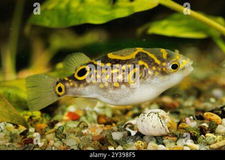 Humpback Puffer, Puffer fish, Figure-eight puffer, Striped puffer ...