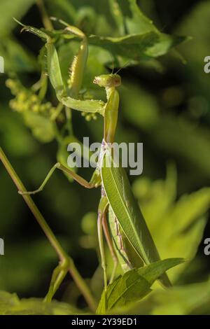 An alien mantis species, green, Hierodula transcaucasica, in Belgrade ...