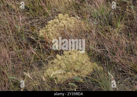 Nannospalax hungaricus, blind mole-rat mound of ground in Deliblato ...