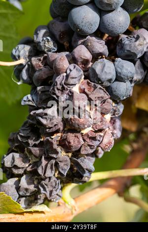 Blue grapes infested with gray mold Stock Photo - Alamy