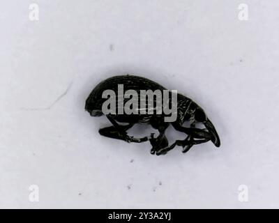 Birch Catkin Weevil (Betulapion simile Stock Photo - Alamy