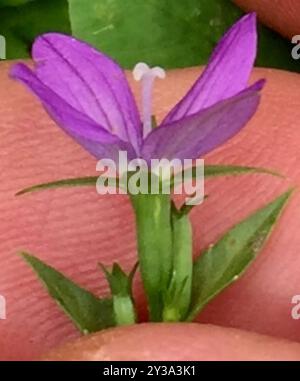 Venus's looking-glass (Triodanis biflora) Plantae Stock Photo - Alamy
