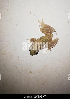 Hyline Tree Frogs (Hylinae) Amphibia Stock Photo - Alamy