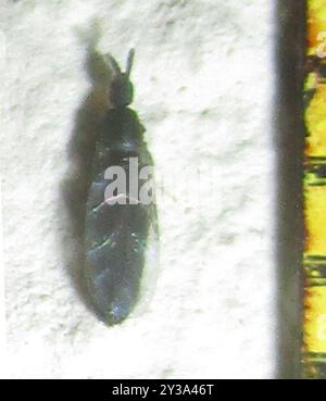 Winged and Once-winged Insects (Pterygota) Insecta Stock Photo - Alamy