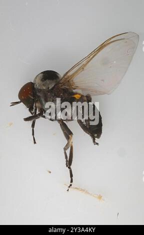 Black Flies (Simuliidae) Insecta Stock Photo - Alamy