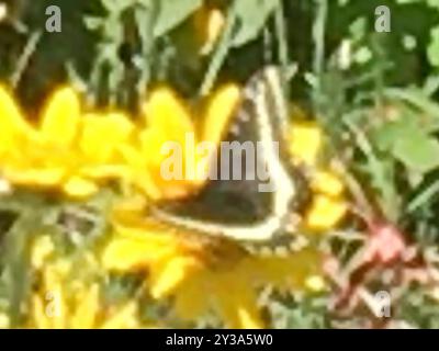 Indra Swallowtail (Papilio indra) Insecta Stock Photo - Alamy