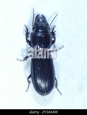 Big-headed Ground Beetle (Scarites subterraneus) Insecta Stock Photo ...