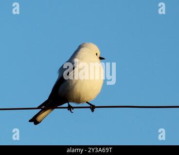 White Monjita (Xolmis irupero) Aves Stock Photo - Alamy