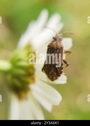 Scentless Plant Bugs (Rhopalidae) Insecta Stock Photo - Alamy