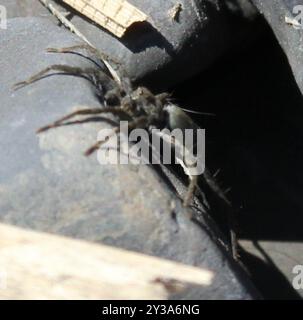 Stone Spider (Pardosa lapidicina) Arachnida Stock Photo - Alamy