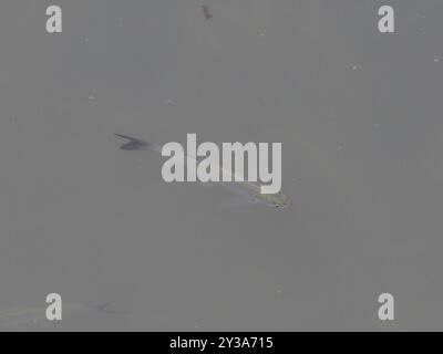 Sharpbelly (Hemiculter leucisculus) Actinopterygii Stock Photo - Alamy