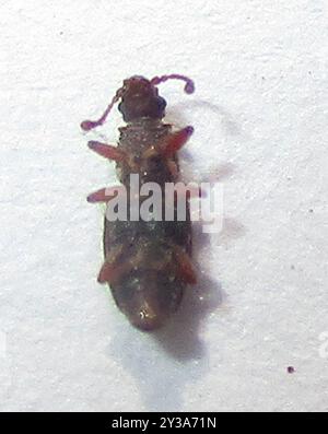 (Monotoma johnsoni) Insecta Stock Photo - Alamy