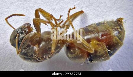 Woodland Fuzzy Ant (Lasius americanus) Insecta Stock Photo - Alamy