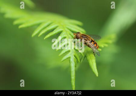 Common Bog Fly (Parhelophilus laetus) Insecta Stock Photo - Alamy