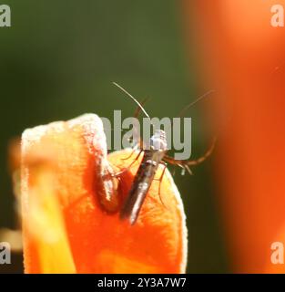 Sun Moths (Heliodinidae) Insecta Stock Photo - Alamy