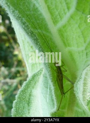 Common Tree Crickets (Oecanthus) Insecta Stock Photo - Alamy