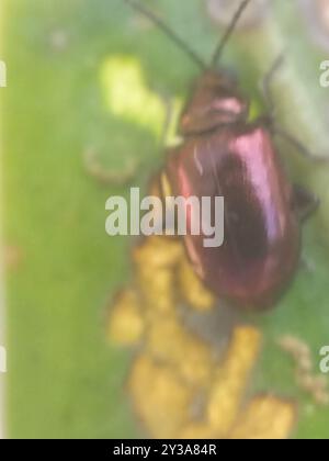 (Altica kalmiae) Insecta Stock Photo - Alamy