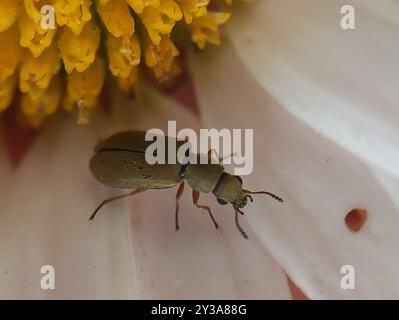 (Danacea nigritarsis) Insecta Stock Photo - Alamy