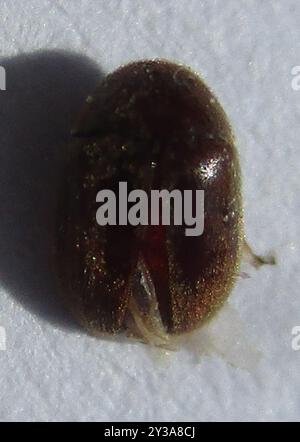 Deathwatch, Spider, and Wood-borer Beetles (Ptinidae) Insecta Stock ...