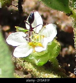 (Limeum viscosum transvaalense) Plantae Stock Photo - Alamy
