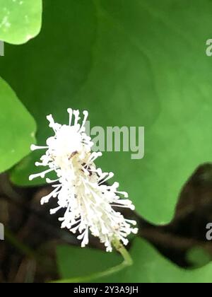 vanilla leaf (Achlys triphylla) Plantae Stock Photo - Alamy