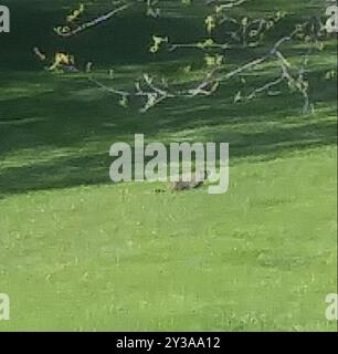 Groundhog (Marmota monax) Mammalia Stock Photo - Alamy