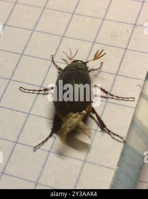 (Maladera holosericea) Insecta Stock Photo - Alamy