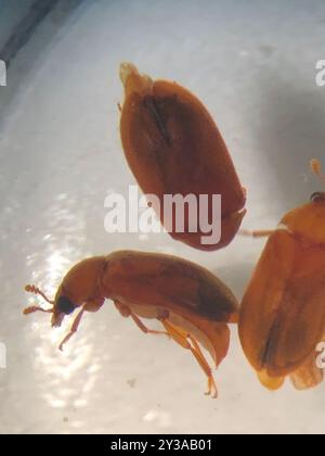 Raspberry Fruitworm Beetle (Byturus unicolor) Insecta Stock Photo - Alamy