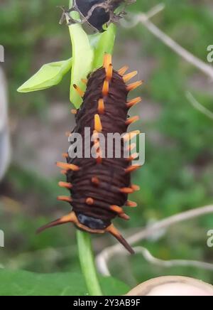 Polydamas Swallowtail (Battus polydamas) Insecta Stock Photo - Alamy