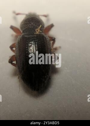 Hairy Spider Weevil (Barypeithes pellucidus) Insecta Stock Photo - Alamy