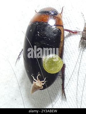 (Hydaticus bimarginatus) Insecta Stock Photo - Alamy