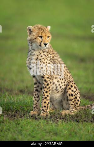 Cheetah cub sat on grass in rain Stock Photo - Alamy