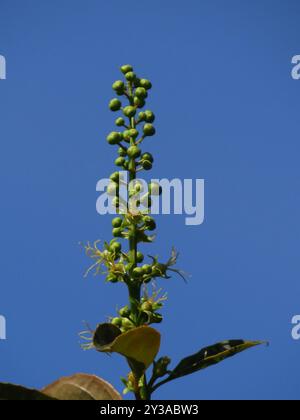 Purging croton (Croton tiglium) Plantae Stock Photo - Alamy