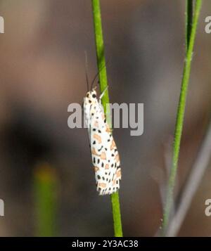 Heliotrope Moth (Utetheisa pulchelloides), Insecta, Hobart TAS ...