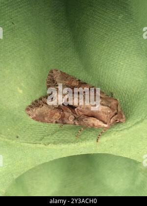 Light Brocade (Lacanobia w-latinum), Insecta, Berkshire, UK Stock Photo ...