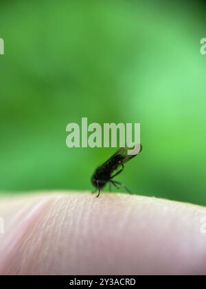 Big-headed Flies (Pipunculidae) Insecta Stock Photo - Alamy