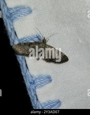 Common Eupithecia Moth (Eupithecia miserulata) Insecta Stock Photo - Alamy