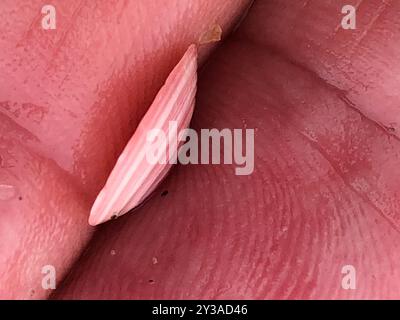 Salmon Tellin (Tellina nuculoides) Mollusca Stock Photo - Alamy