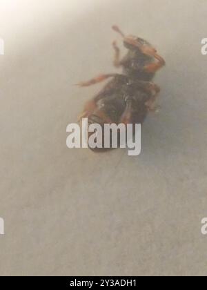 Hairy Spider Weevil (Barypeithes pellucidus) Insecta Stock Photo - Alamy