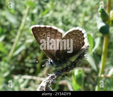 Panoptes Blue (Pseudophilotes panoptes) Insecta Stock Photo - Alamy