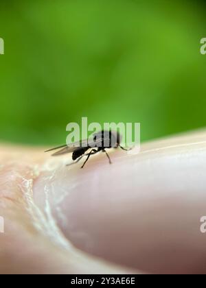 Big-headed Flies (Pipunculidae) Insecta Stock Photo - Alamy