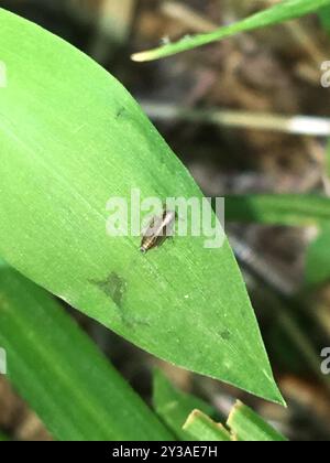 True Hoppers (Auchenorrhyncha) Insecta Stock Photo - Alamy