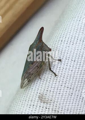 Oak Treehopper (Platycotis vittata) Insecta Stock Photo - Alamy