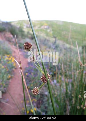Round-headed Clubrush (Scirpoides holoschoenus) Plantae Stock Photo - Alamy