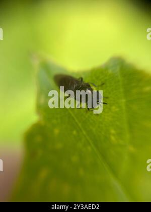 Pitheads & Kin (Pipizinae) Insecta Stock Photo - Alamy